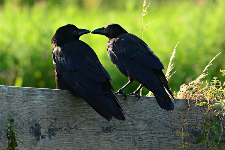 Crows – Are They Really Bad for the Garden? - Bird Proofing Guide