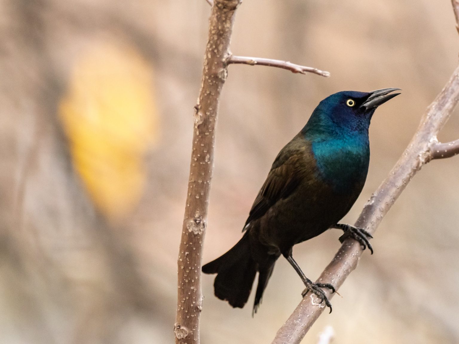 How to Get Rid of Grackles in Trees - Bird Proofing Guide